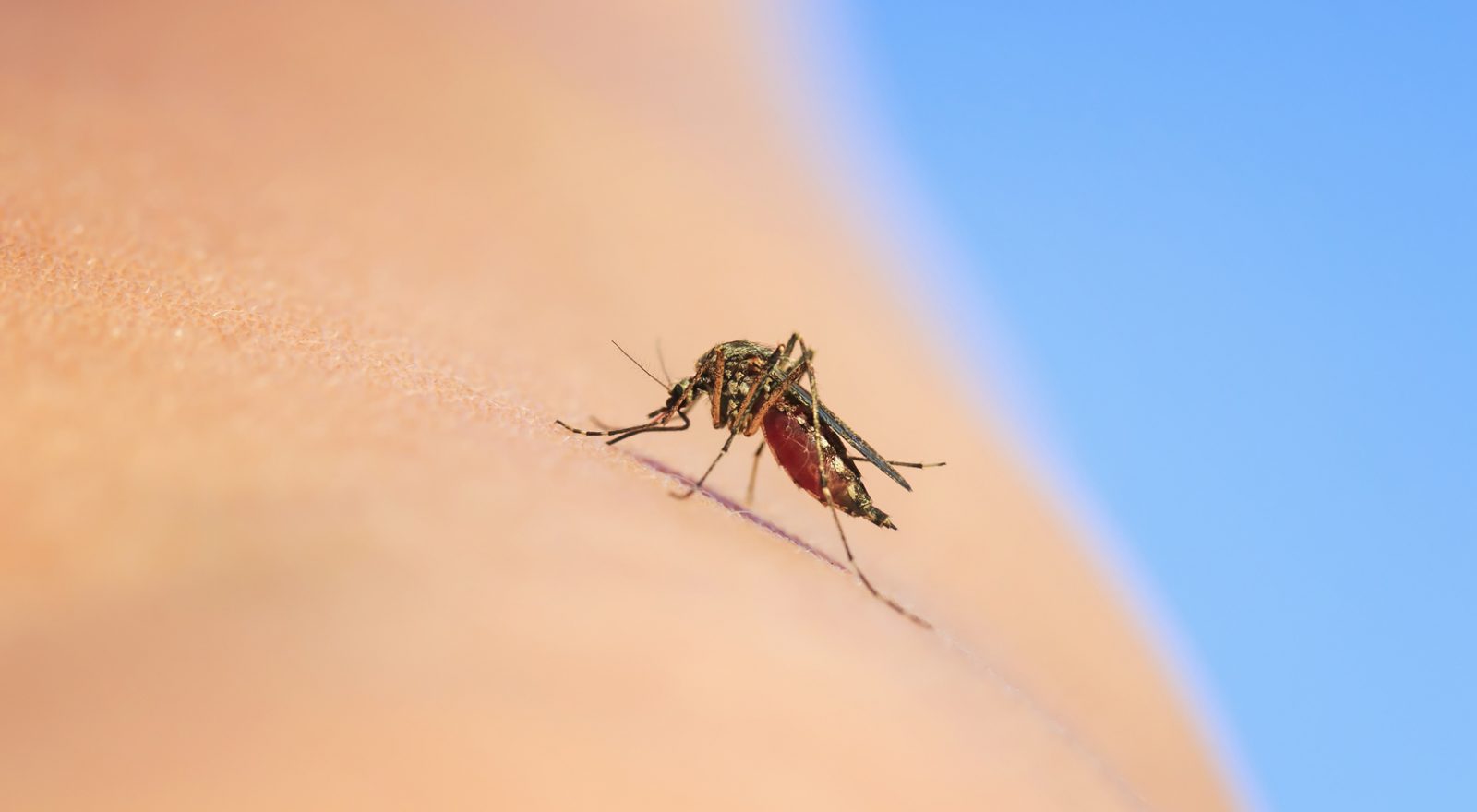 Alien mosquitoes, control strategies under the LEXEM lens - FBK Magazine